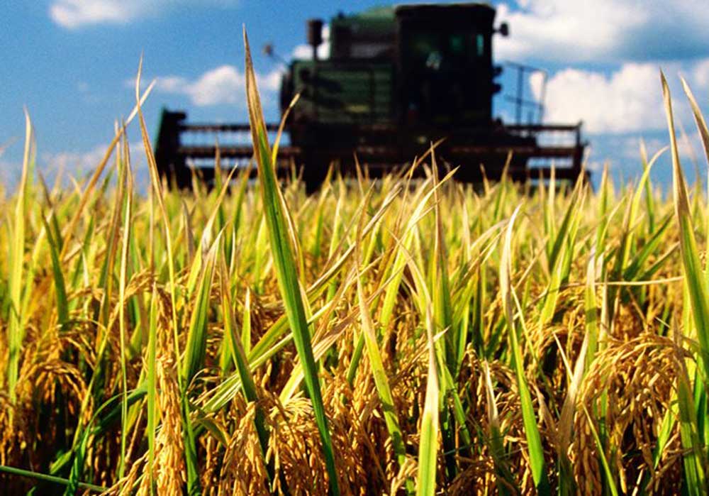 Rice Farming - RM Holdings Limited